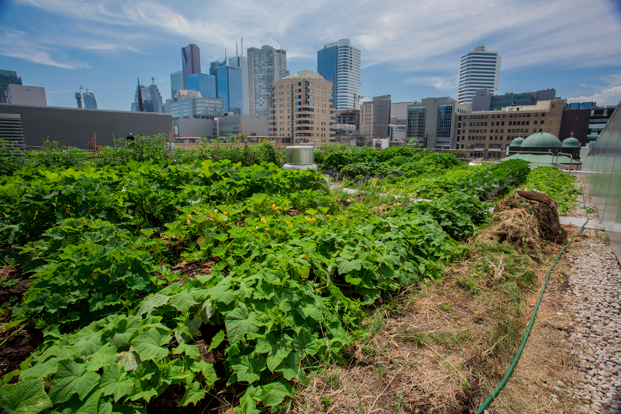 Ryerson University Engineering Campus